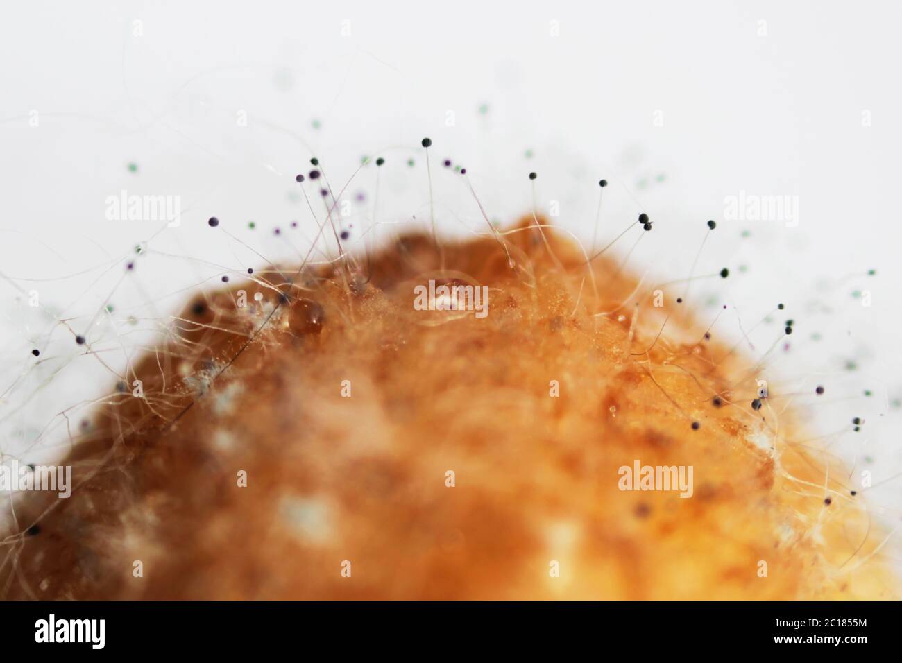 Aspergillus flavus hi-res stock photography and images - Alamy