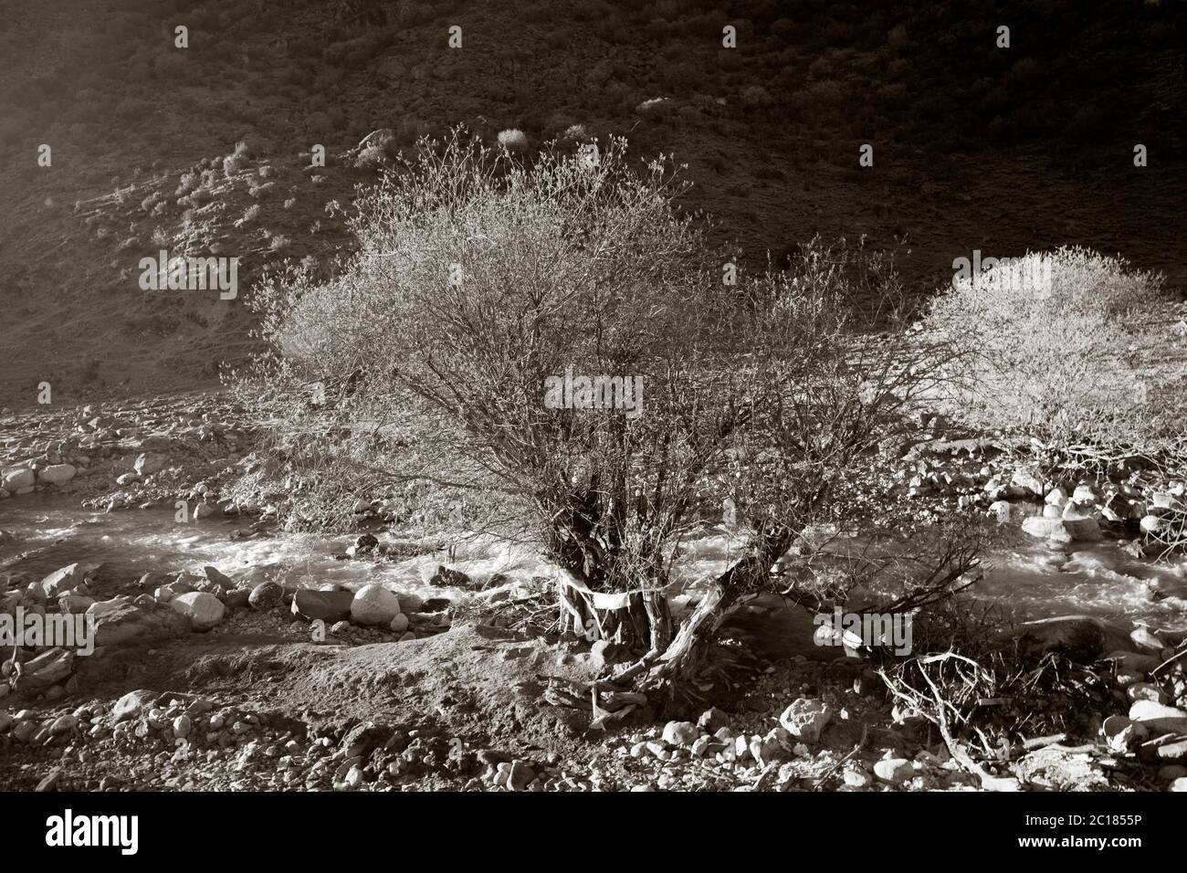 Trees by the river, Tsurphu, Tibet Stock Photo - Alamy