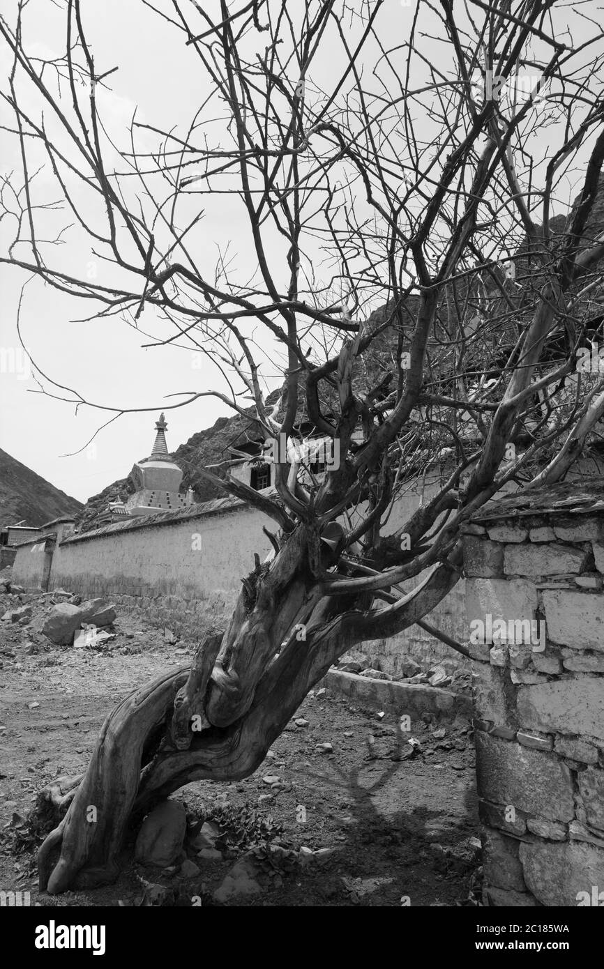 Stupa tree hi-res stock photography and images - Alamy