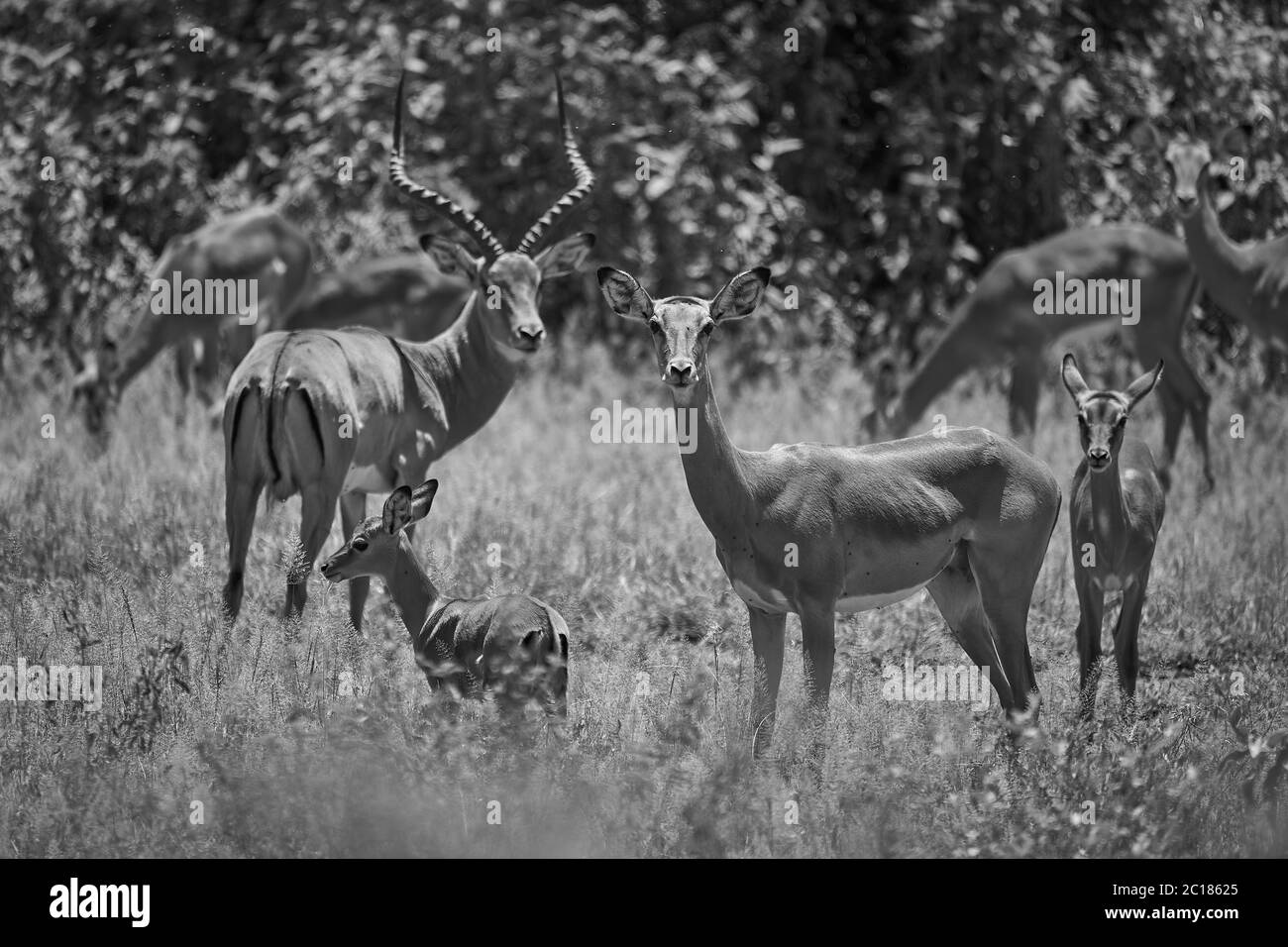 Impala Group Impalas Antelope Portrait Africa Safari Stock Photo - Alamy