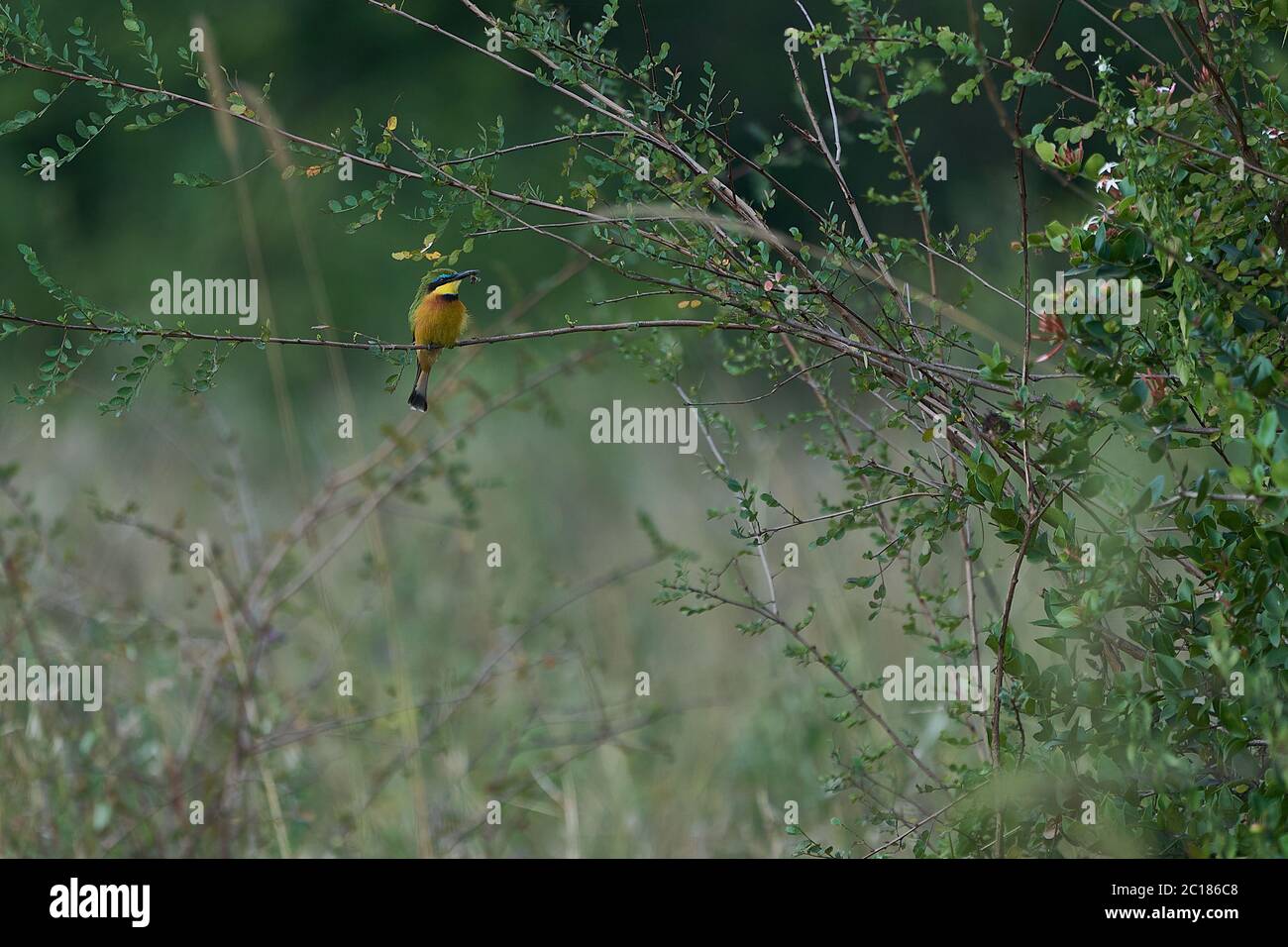 Swallow tailed bee eater Merops hirundineus passerine bird Meropidae ...