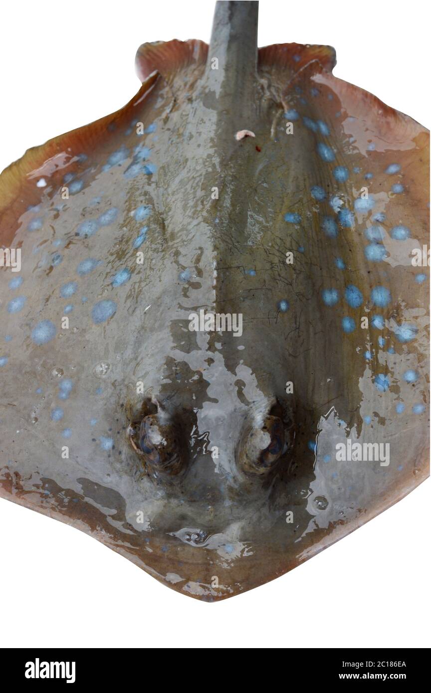Stingray eyes hi-res stock photography and images - Alamy