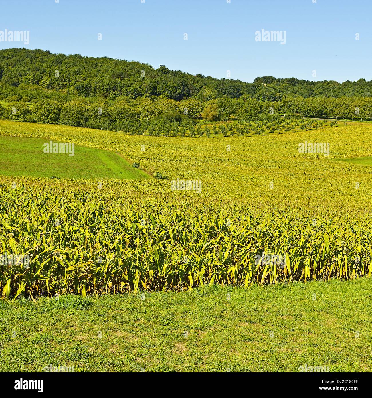 Corn plantation hi-res stock photography and images - Alamy