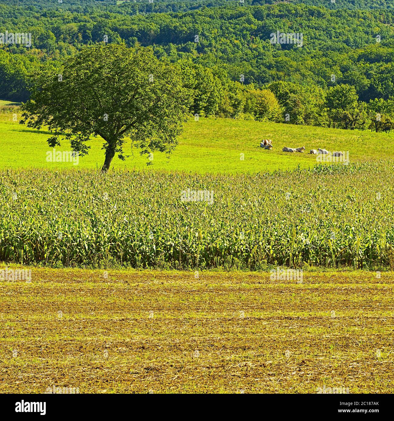 How is the corn tree plantation hi-res stock photography and images - Alamy