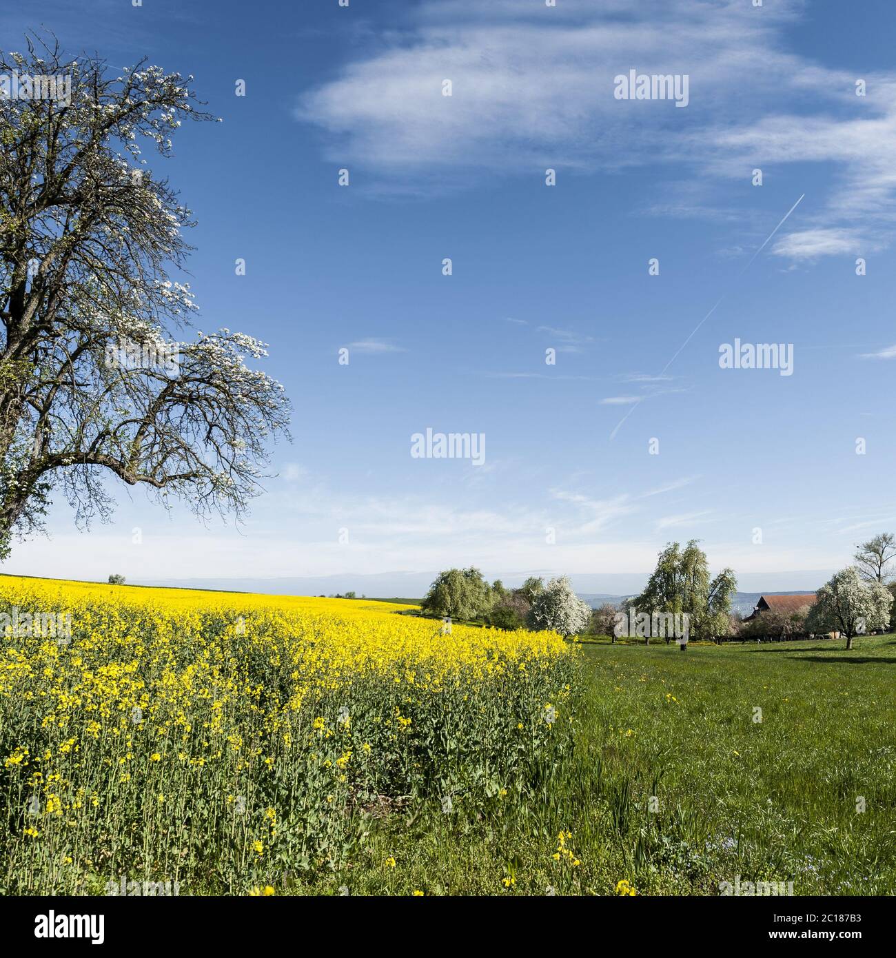 Lucerne bloom hi-res stock photography and images - Alamy