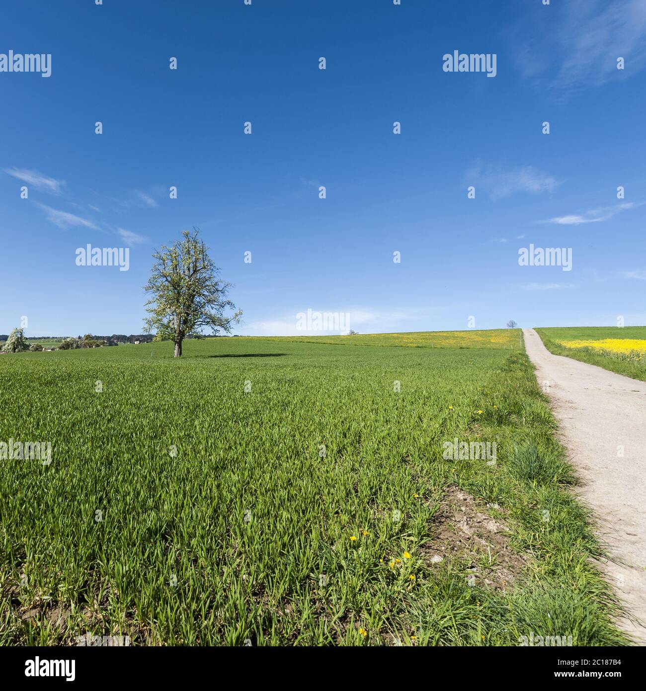 Asphalt road between meadows in Switzerland Stock Photo - Alamy