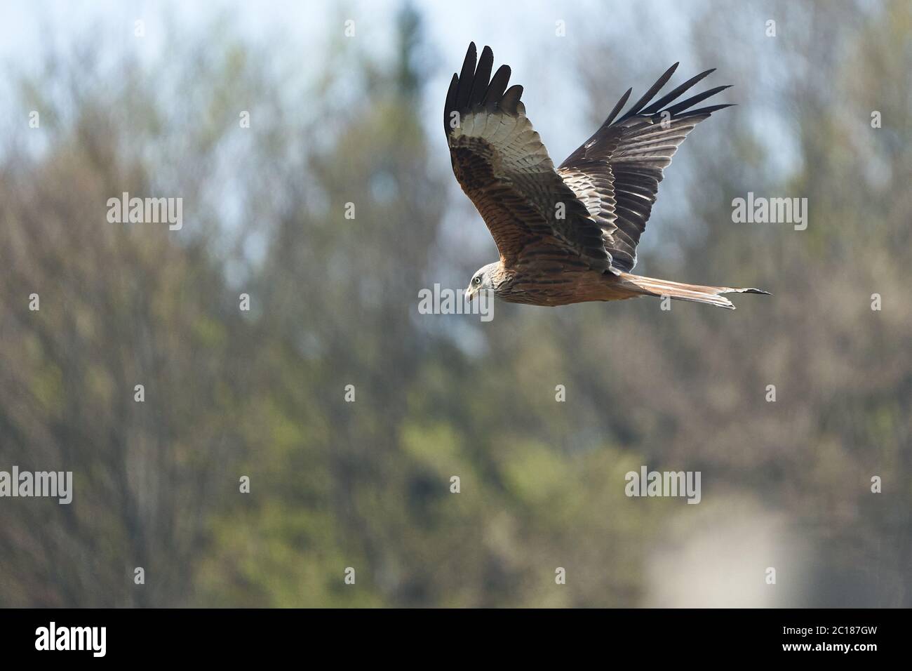 Red kite Portrait Milvus Milvus Clear Eye Stock Photo - Alamy