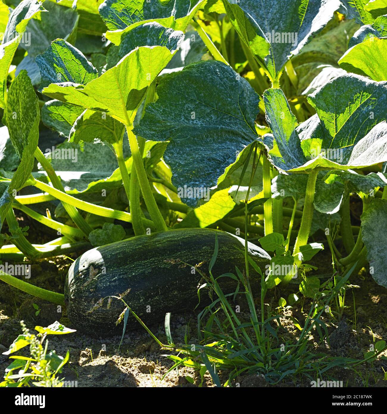 Squash in Vegetable Garden Stock Photo - Alamy