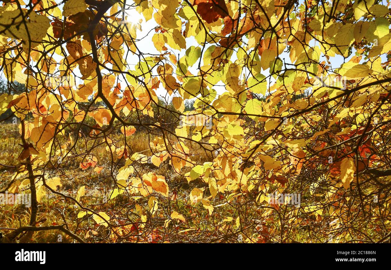 Background with yellow and red autumn leaves on a tree Stock Photo - Alamy