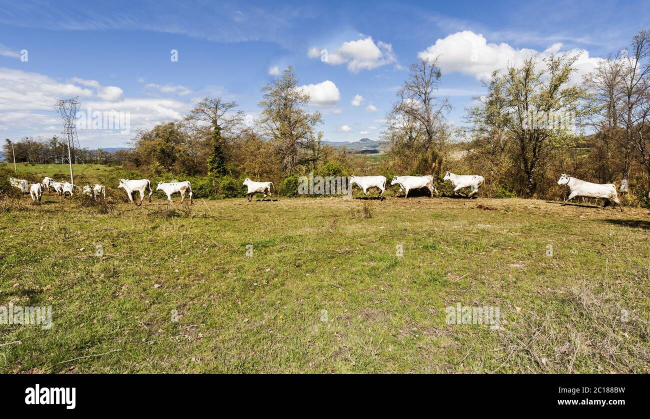 Fields, pastures and running cows Stock Photo - Alamy