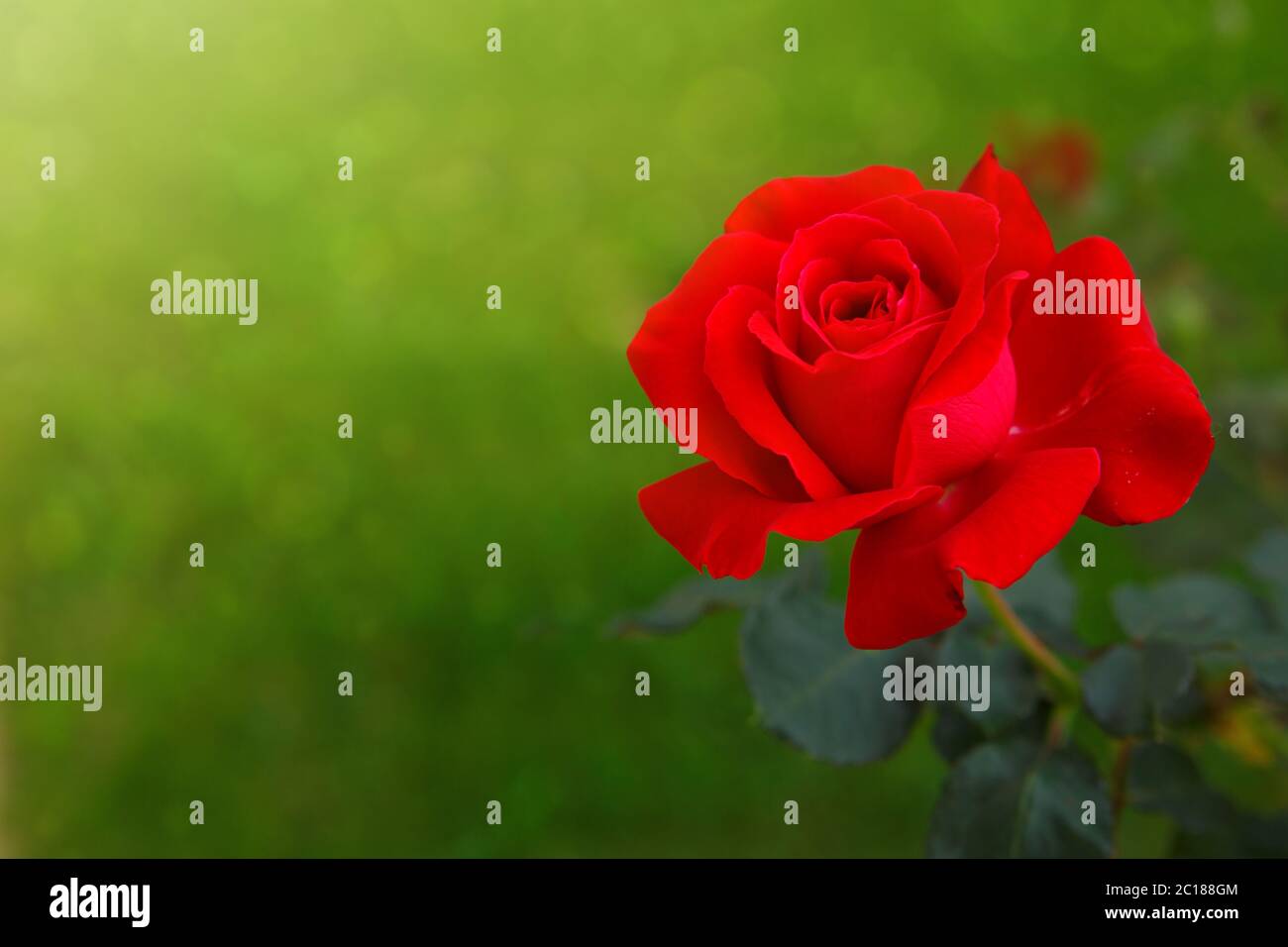 Garden red flower hi-res stock photography and images - Alamy