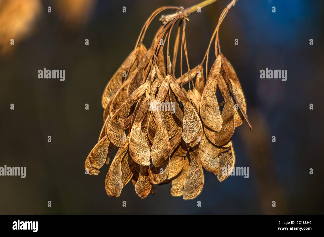 Dry maple seeds hanging on a branch in the autumn season close-up Stock ...