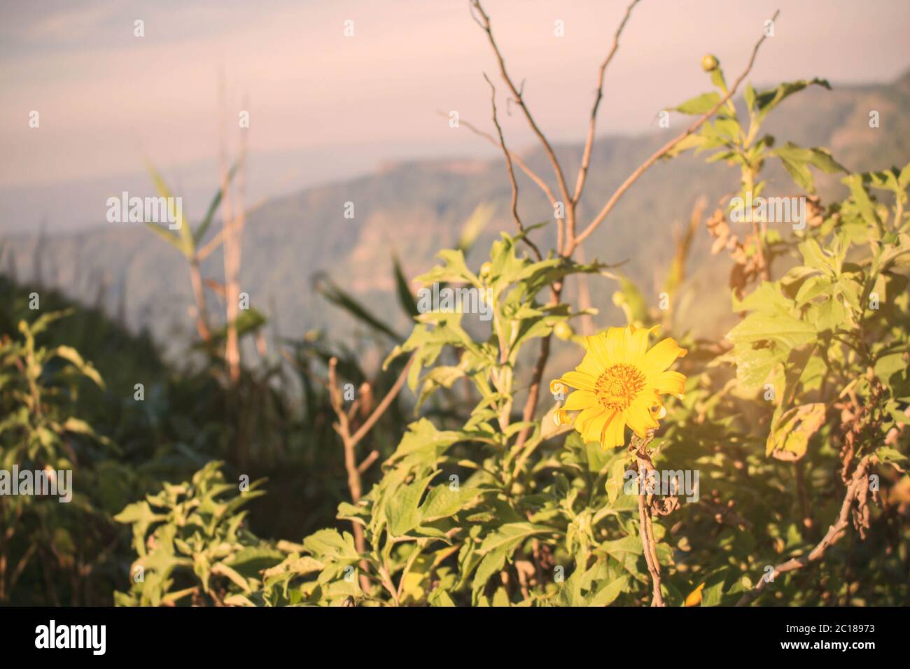 Flowers with daylight Stock Photo - Alamy
