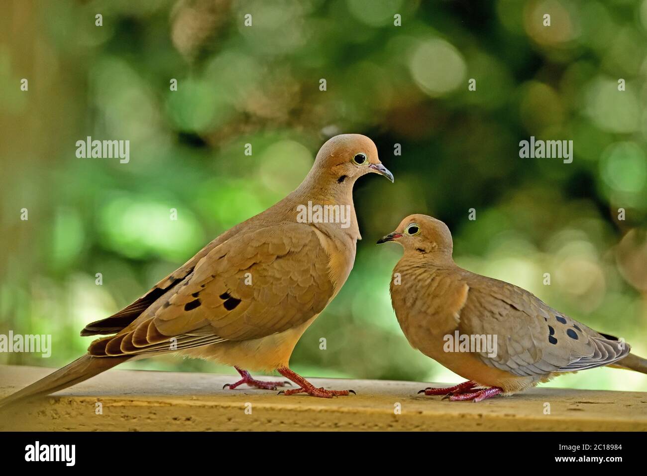 A pair of Mourning Dove aka Zenaida macroura having some intimate ...