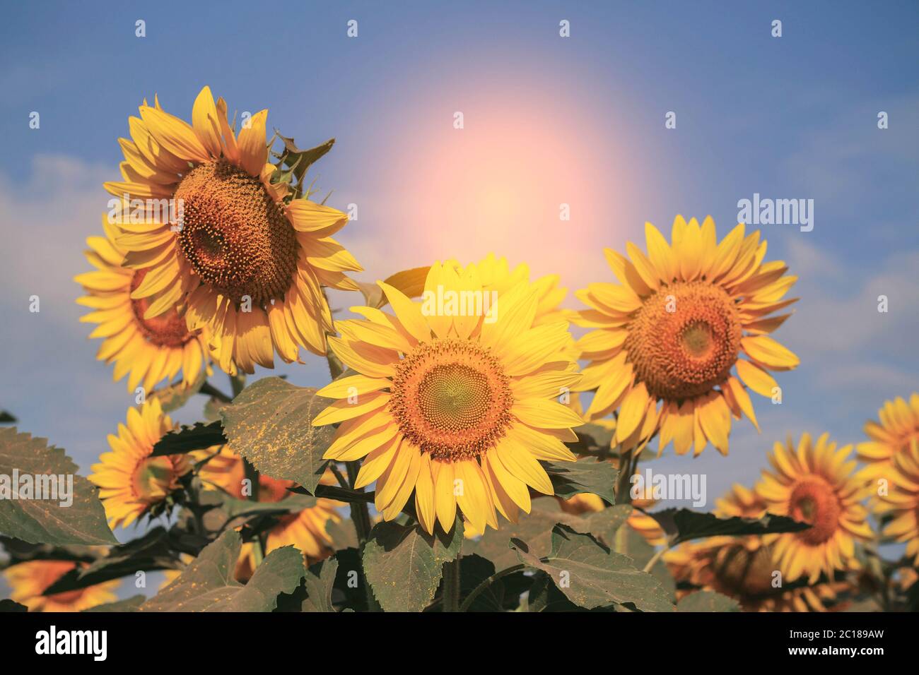 Blue sky and sunflowers hi-res stock photography and images - Alamy