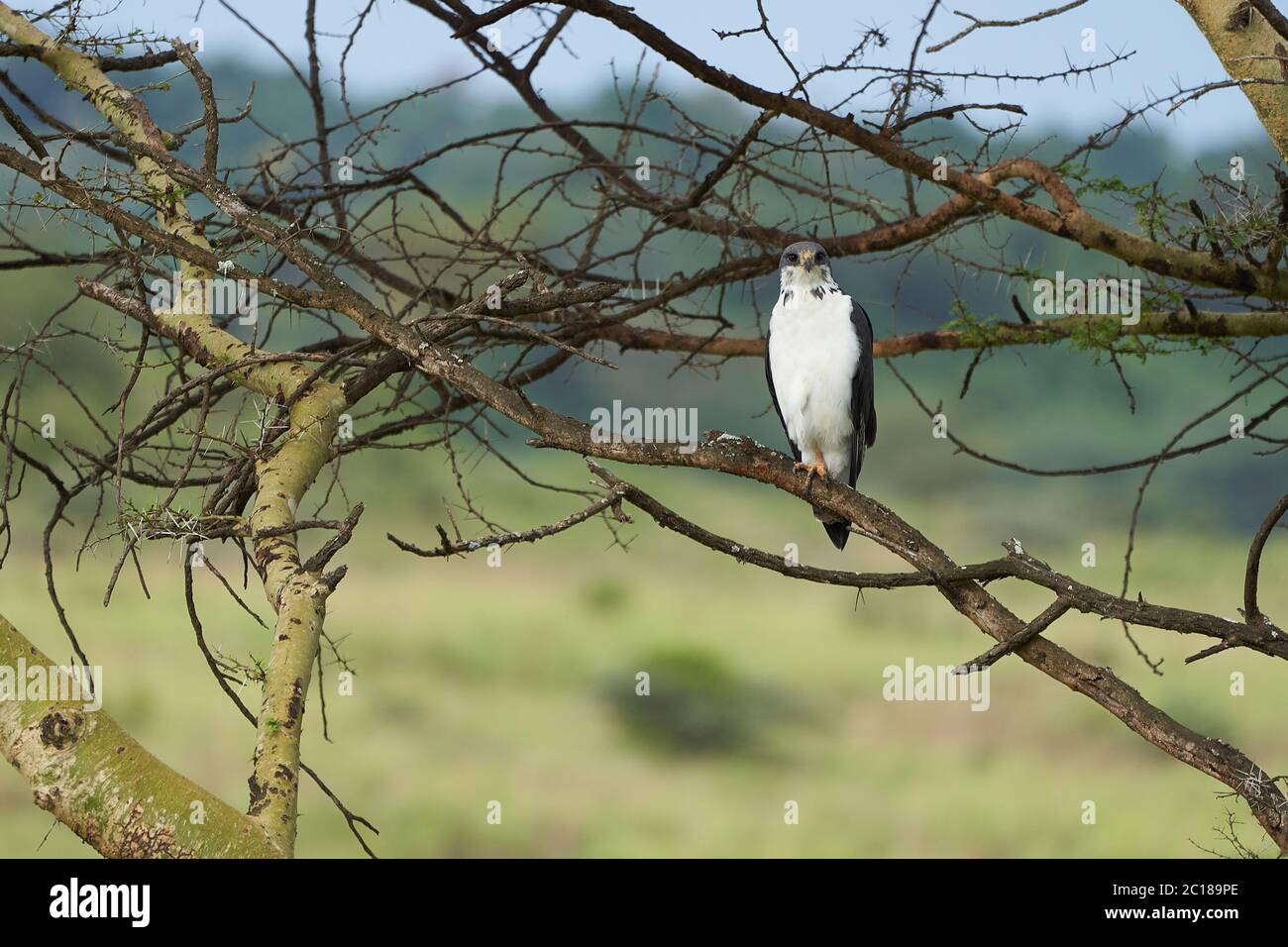 Augur buzzard Couple Buteo augurarge African bird of prey with catch ...