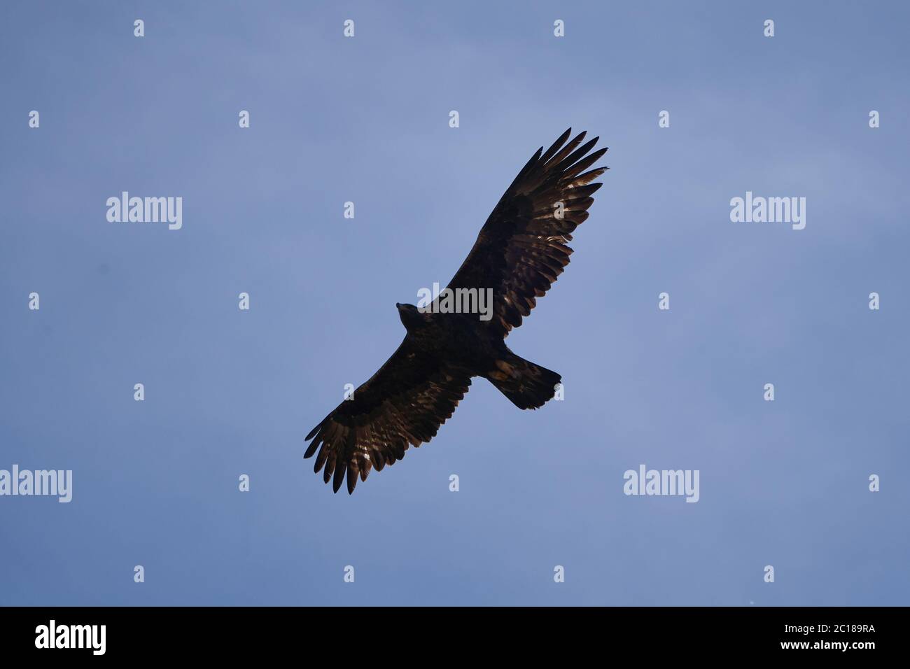 Eagle In The Alps
