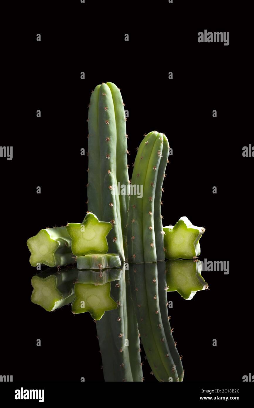 San Pedro cactus Stock Photo - Alamy