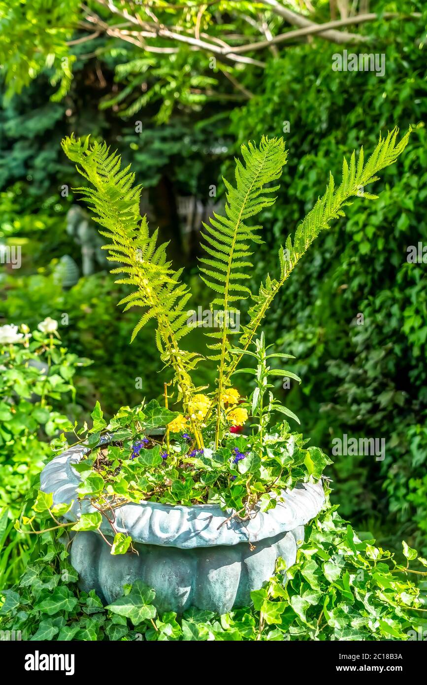 Flourishing natural fresh green fern on a stone garden pot against lush ...