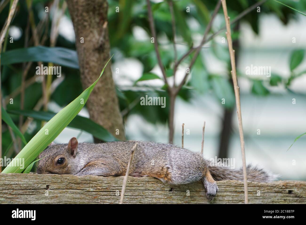 A furry gray squirrel planking by stretching out flat belly down on a ...