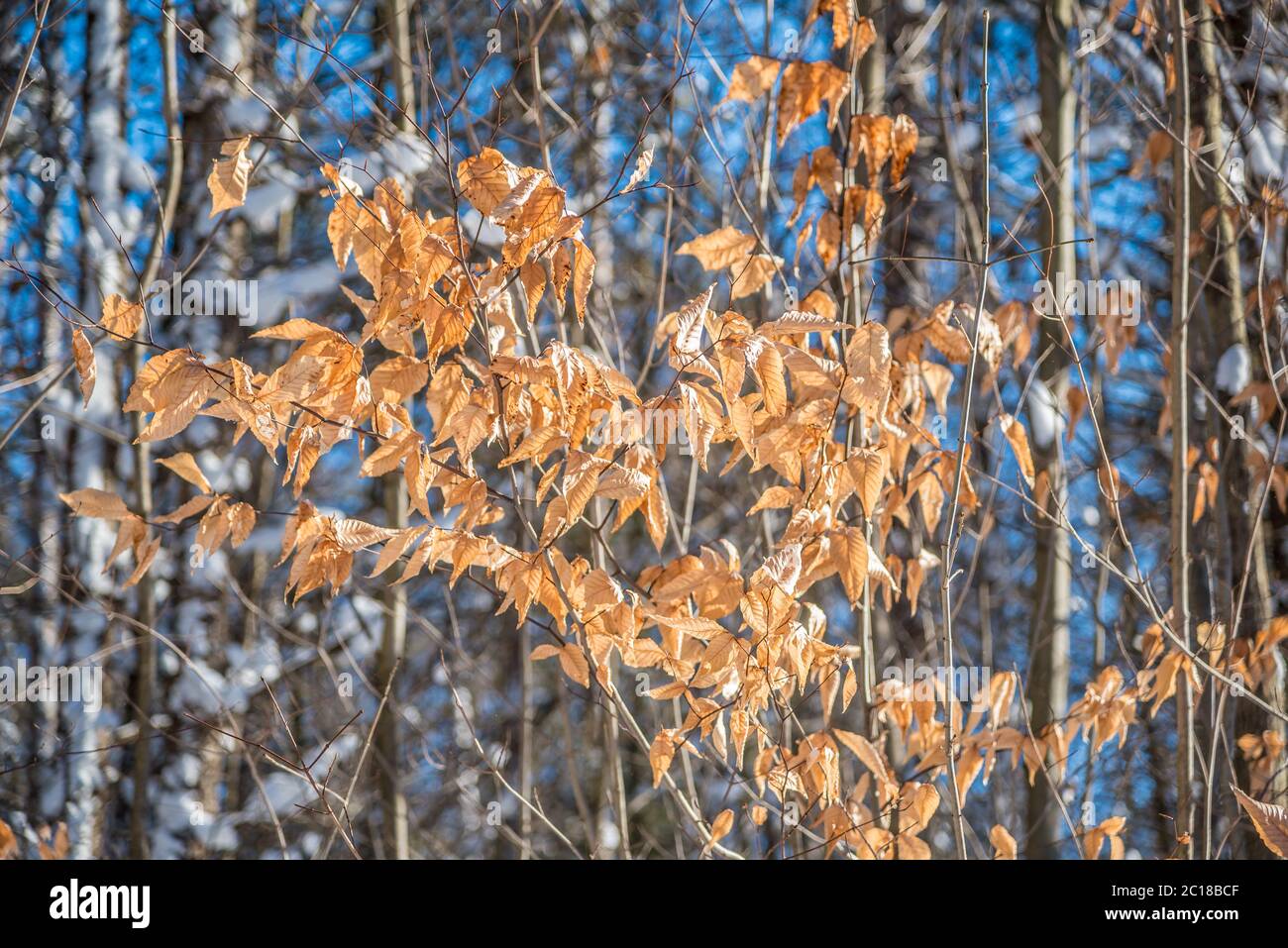 Trees and ground under snow in sunny winter day Stock Photo - Alamy