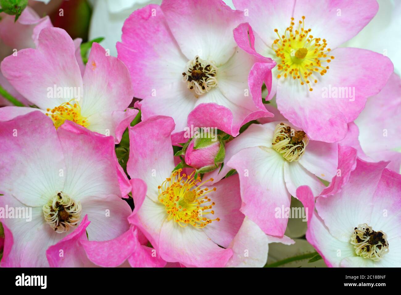 Pink ballerina musk rose flowers Stock Photo - Alamy