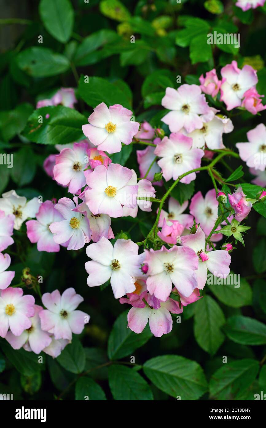 Ballerina bush rose hi-res stock photography and images - Alamy