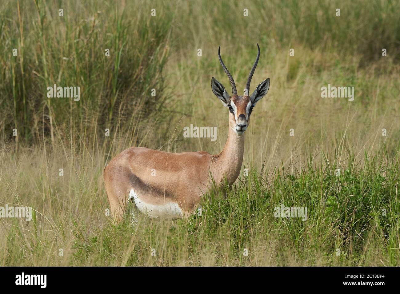 Thomson Thomsons Gazelle Eudorcas thomsonii Antelope Portrait Africa ...
