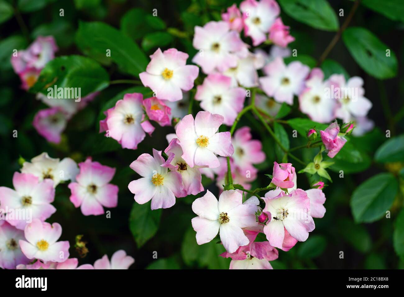 Pink ballerina musk rose flowers Stock Photo - Alamy