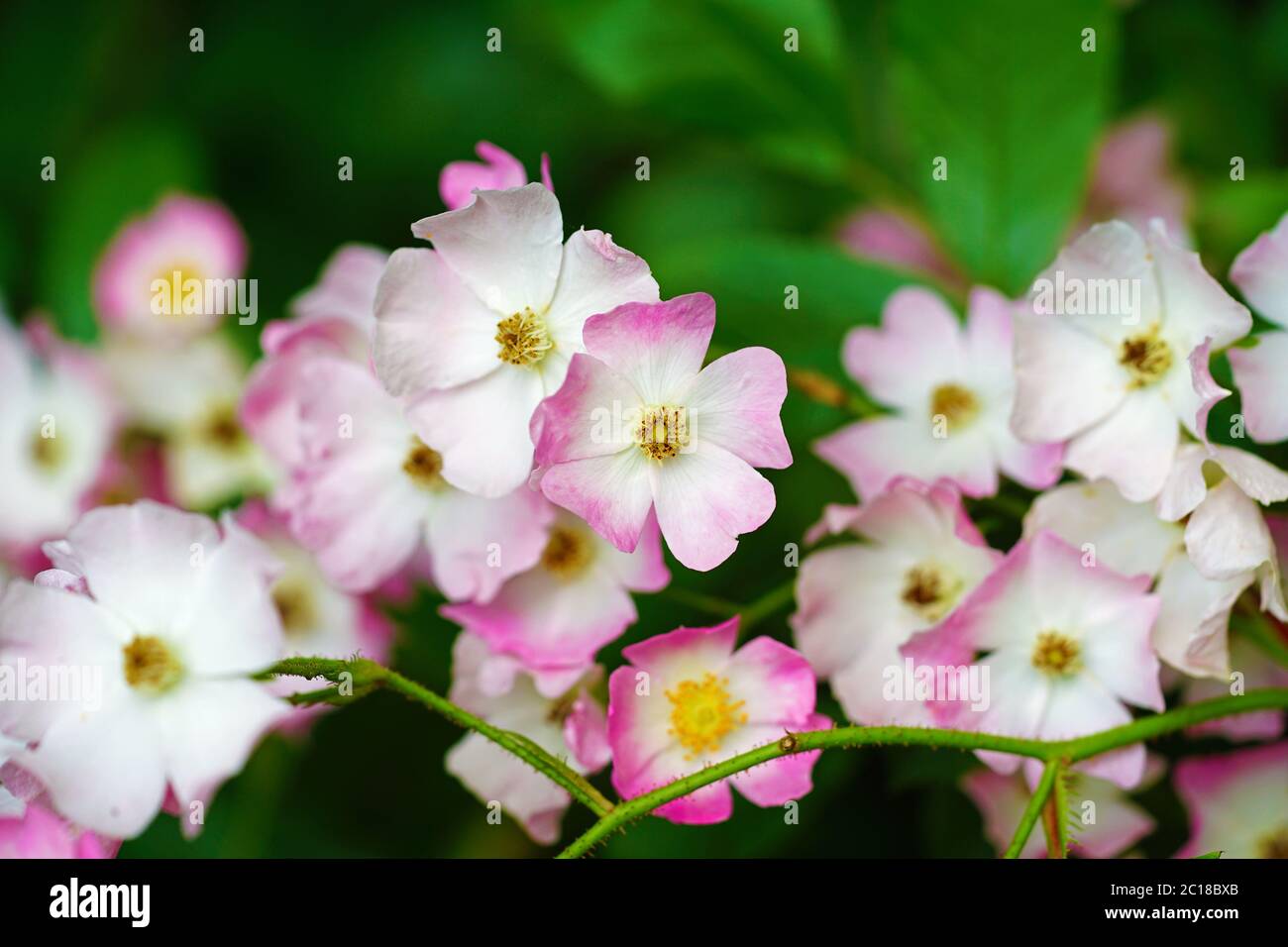 Pink ballerina musk rose flowers Stock Photo - Alamy