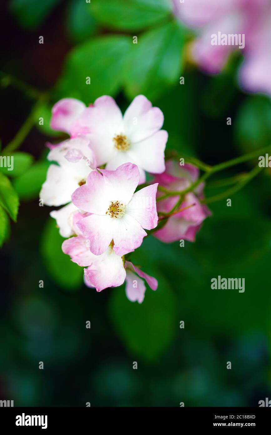 Pink ballerina musk rose flowers Stock Photo - Alamy