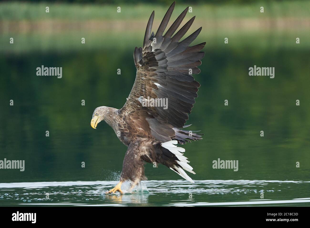 White tailed Eagle Catching eel Raptor Lake Hunting Stock Photo - Alamy