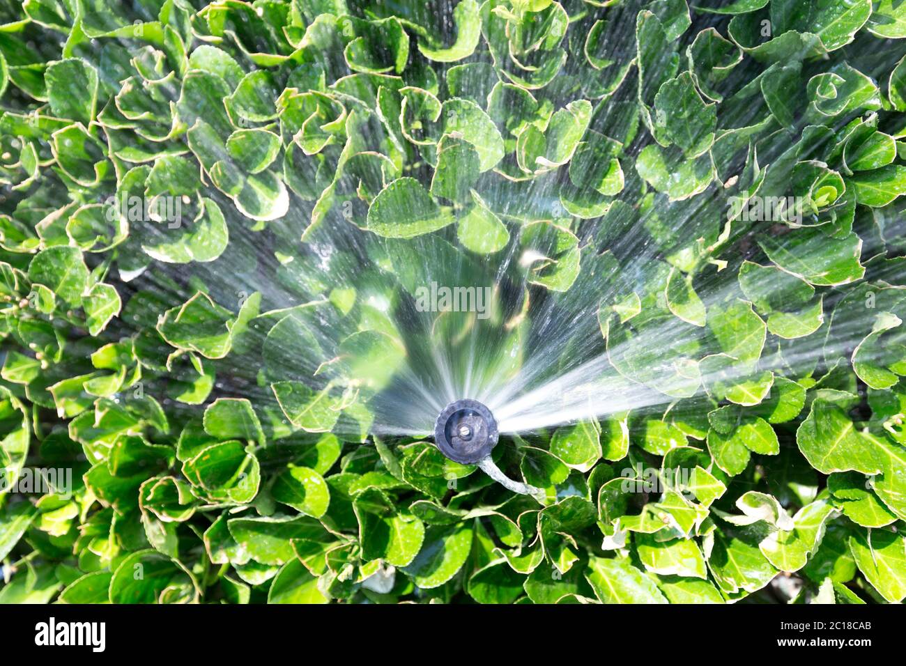 Sprinkler plant hi-res stock photography and images - Alamy