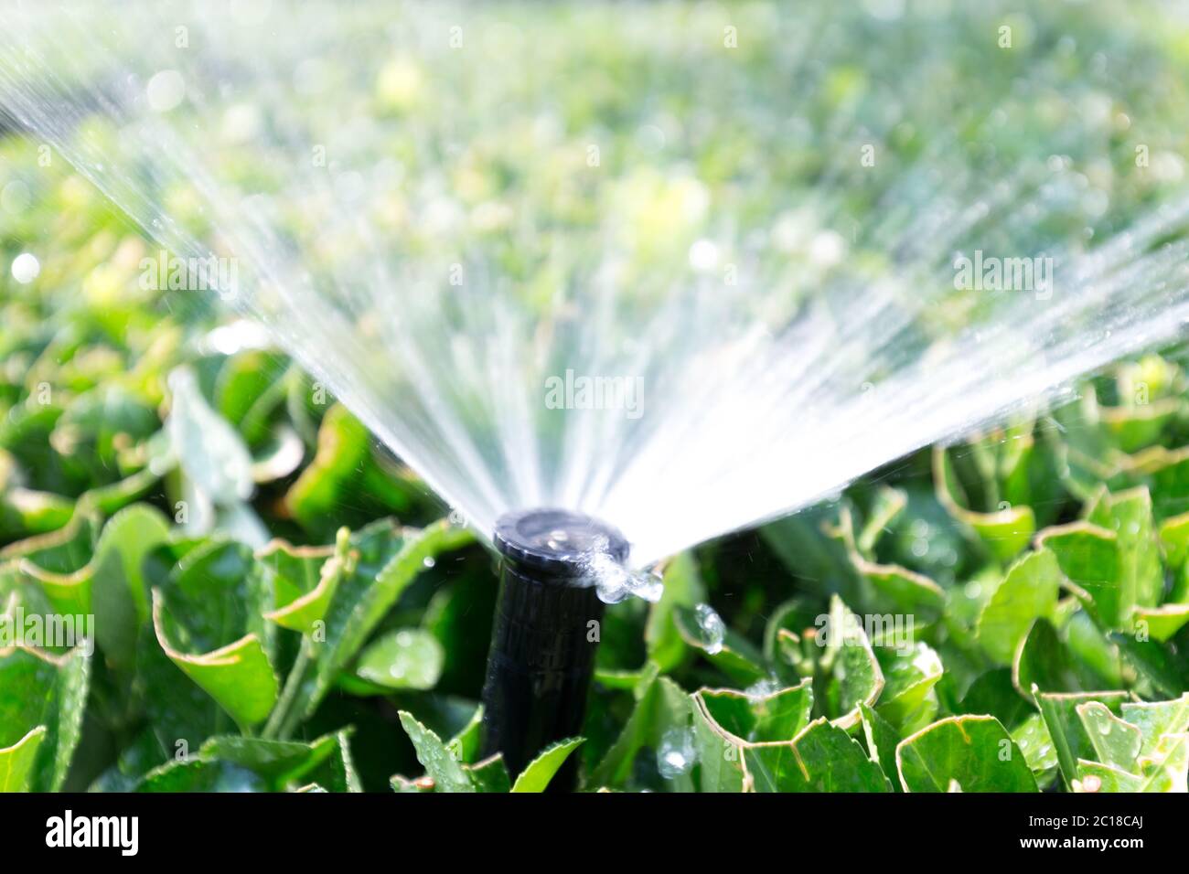 Sprinkler plant hi-res stock photography and images - Alamy