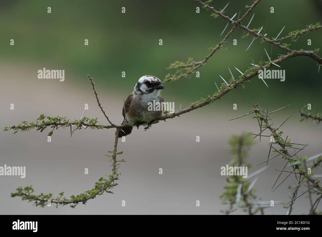 White crowned shrike hi-res stock photography and images - Alamy