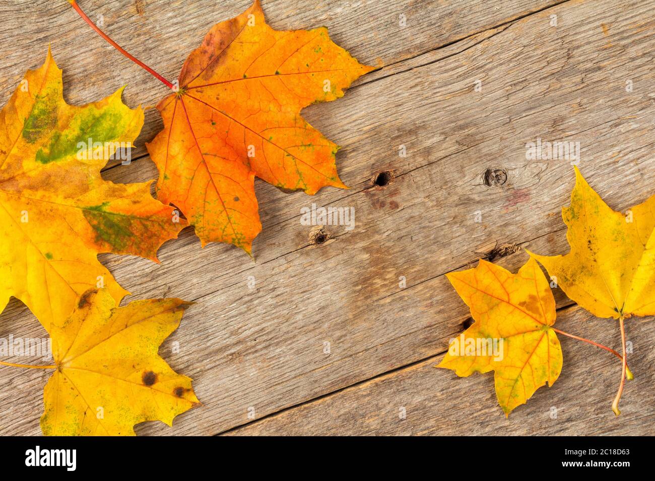 Autumnal leaf life cycle Stock Photo - Alamy