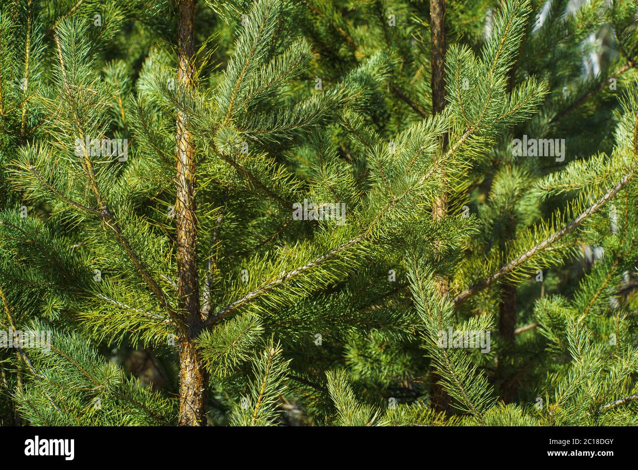 Branches of Pine Closeup Stock Photo - Alamy