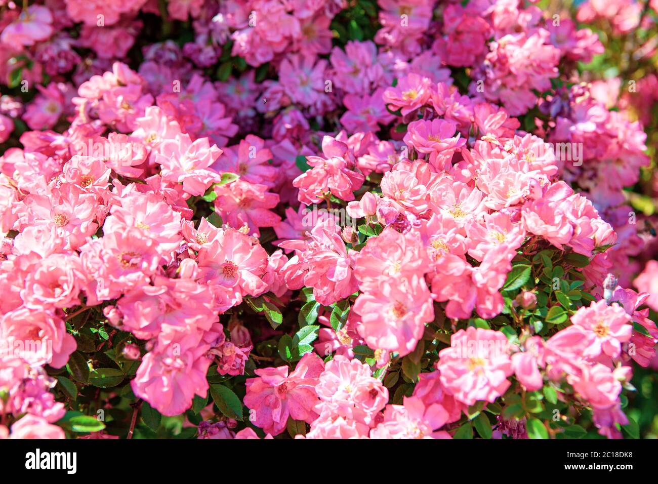 Fresh and withered roses hi-res stock photography and images - Alamy