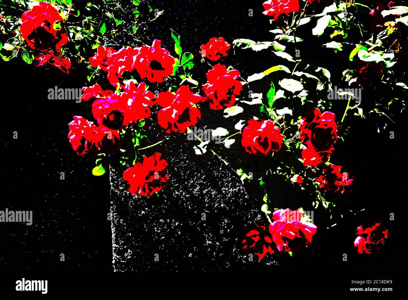 abstract red roses on black background Stock Photo - Alamy