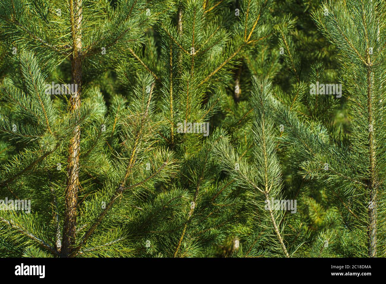 Branches of Pine Closeup Stock Photo - Alamy
