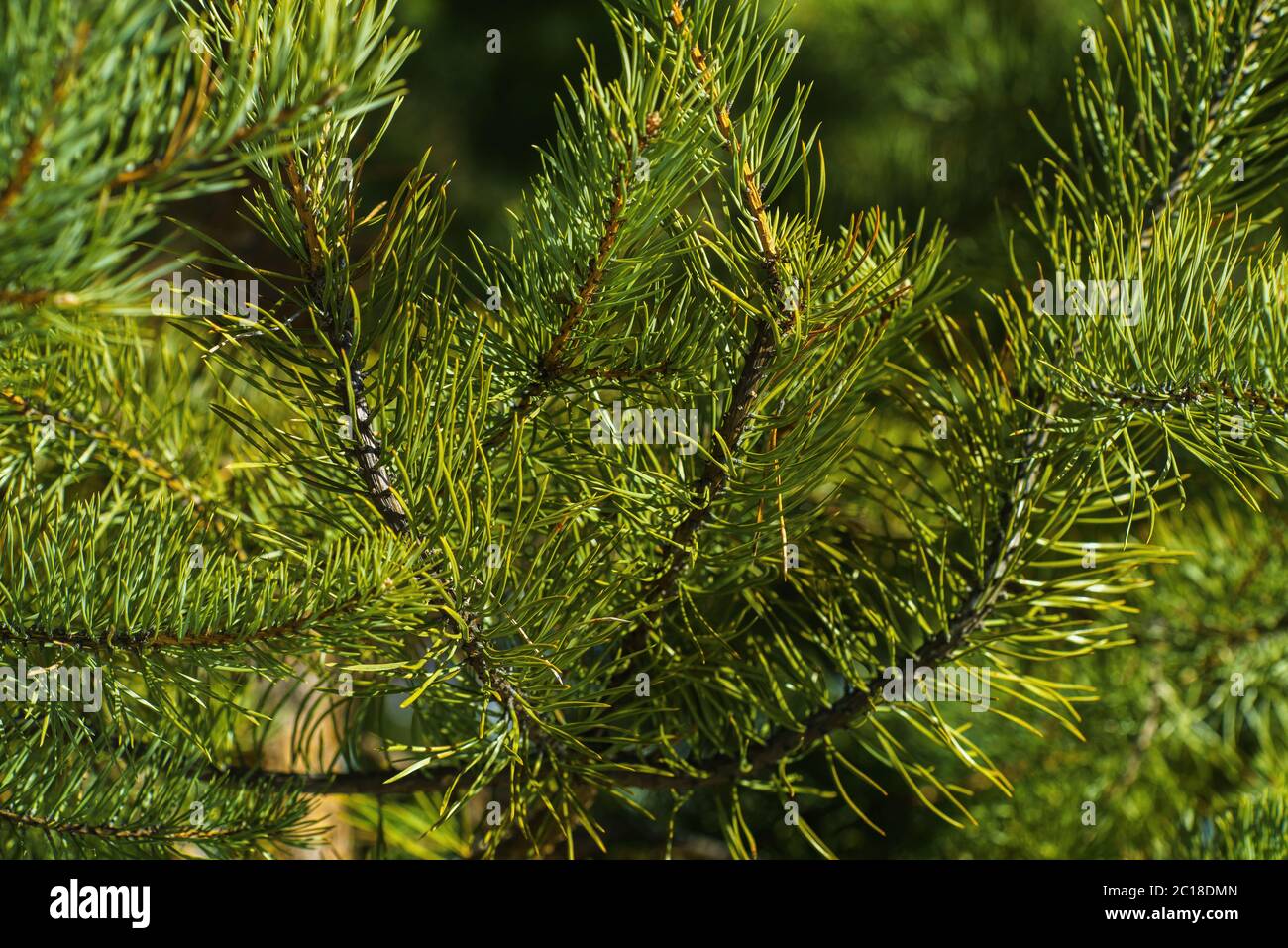 Branches of Pine Closeup Stock Photo - Alamy