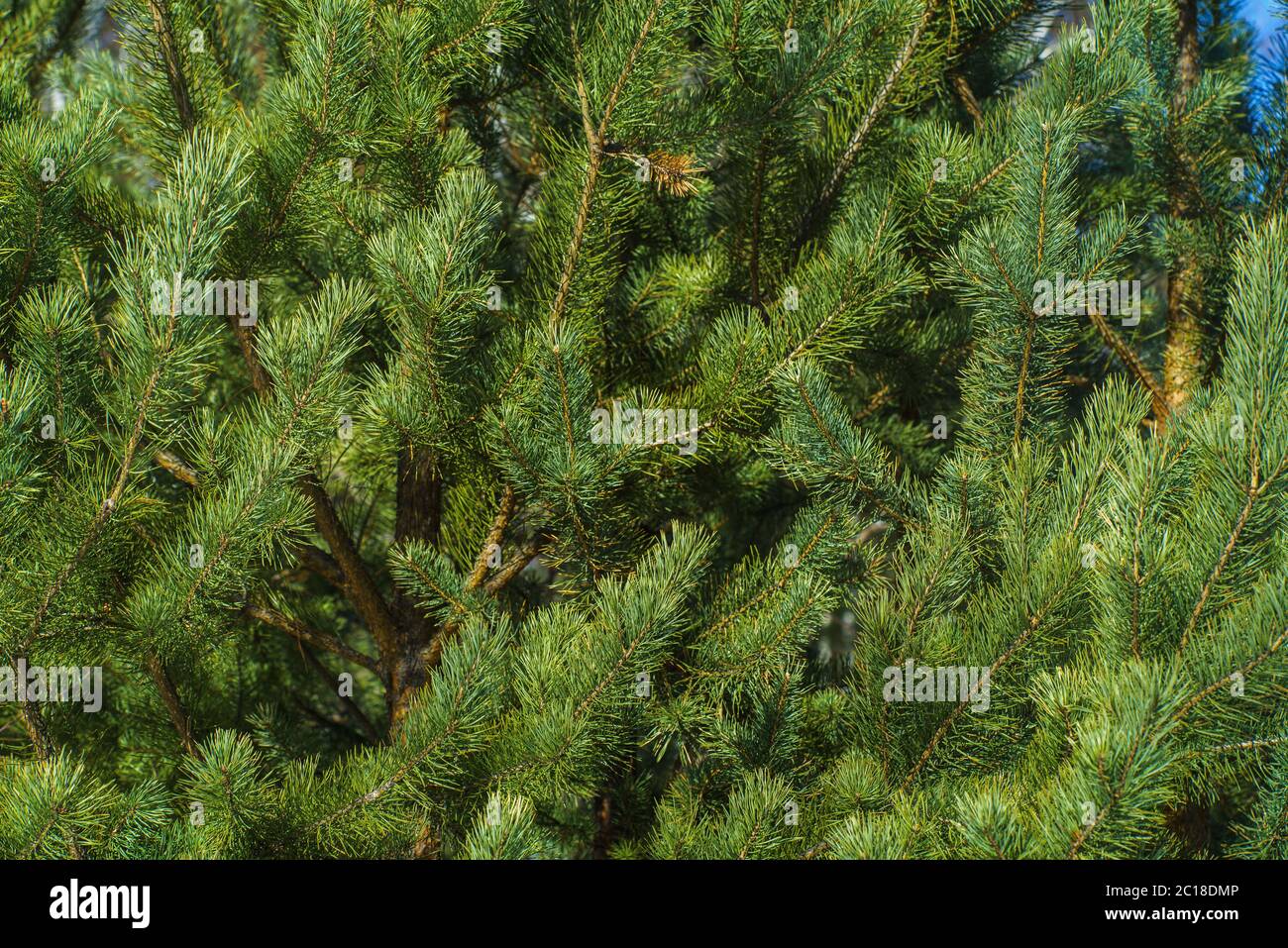 Branches of Pine Closeup Stock Photo - Alamy