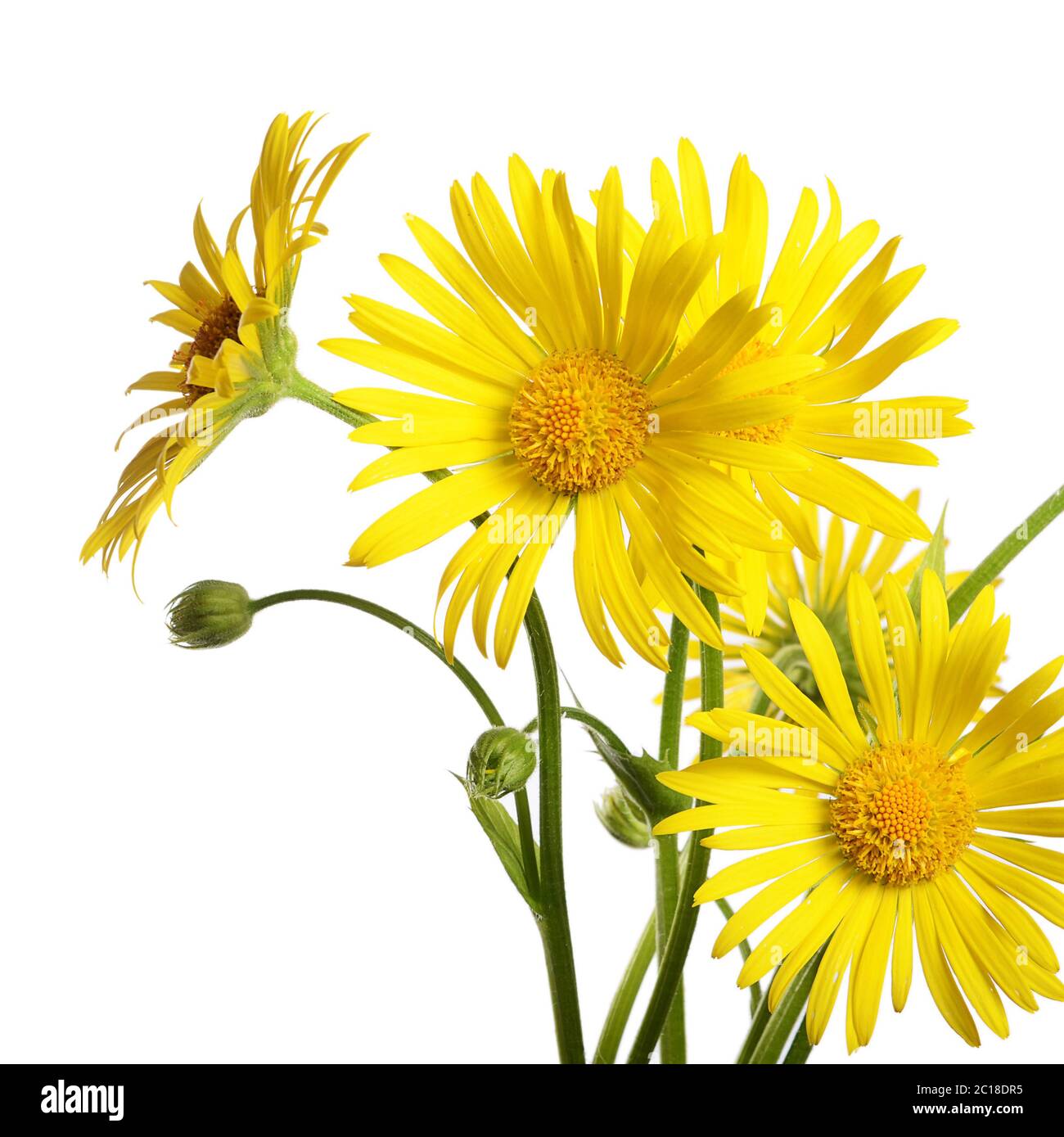 Chamomile isolated hi-res stock photography and images - Alamy