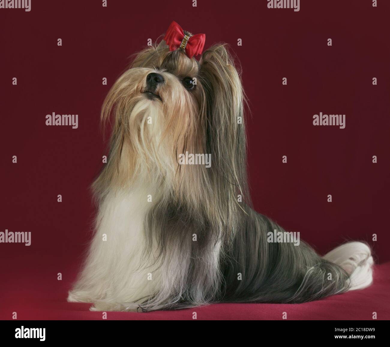 Beaver yorkshire terrier hi-res stock photography and images - Alamy