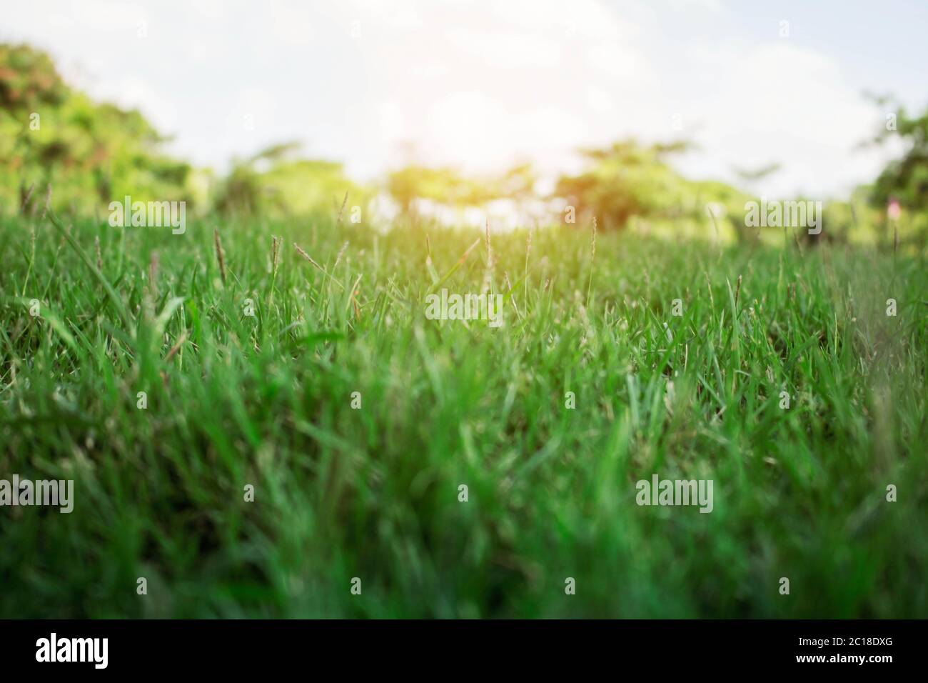 Green grass macro sun shines hi-res stock photography and images - Alamy
