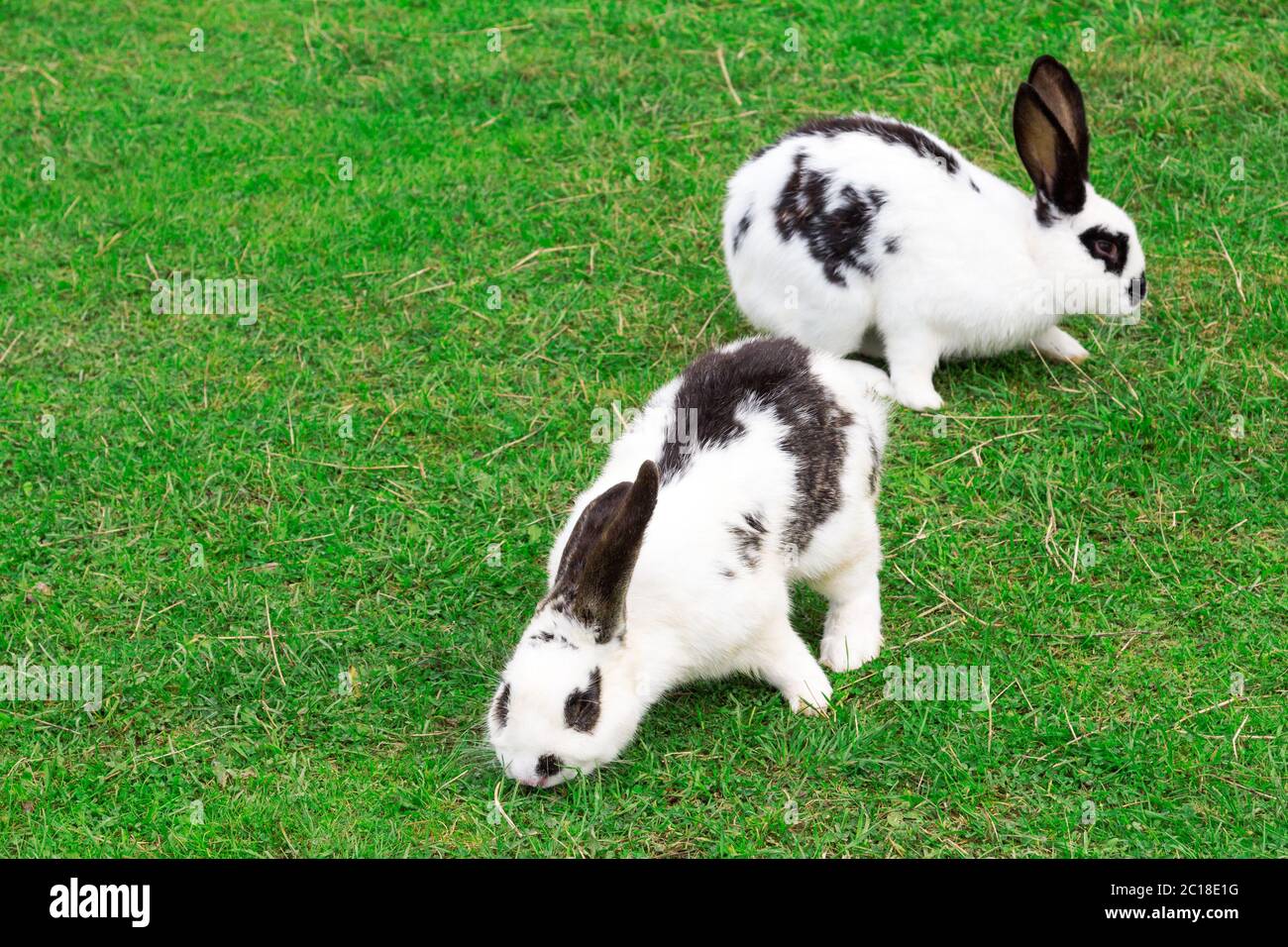 Two pair white rabbits hi-res stock photography and images - Alamy