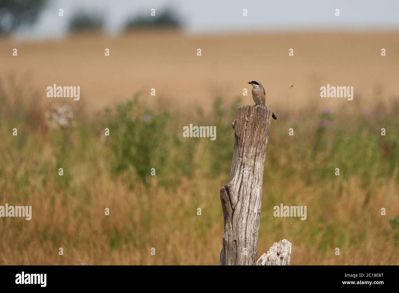 Laniidae hi-res stock photography and images - Alamy