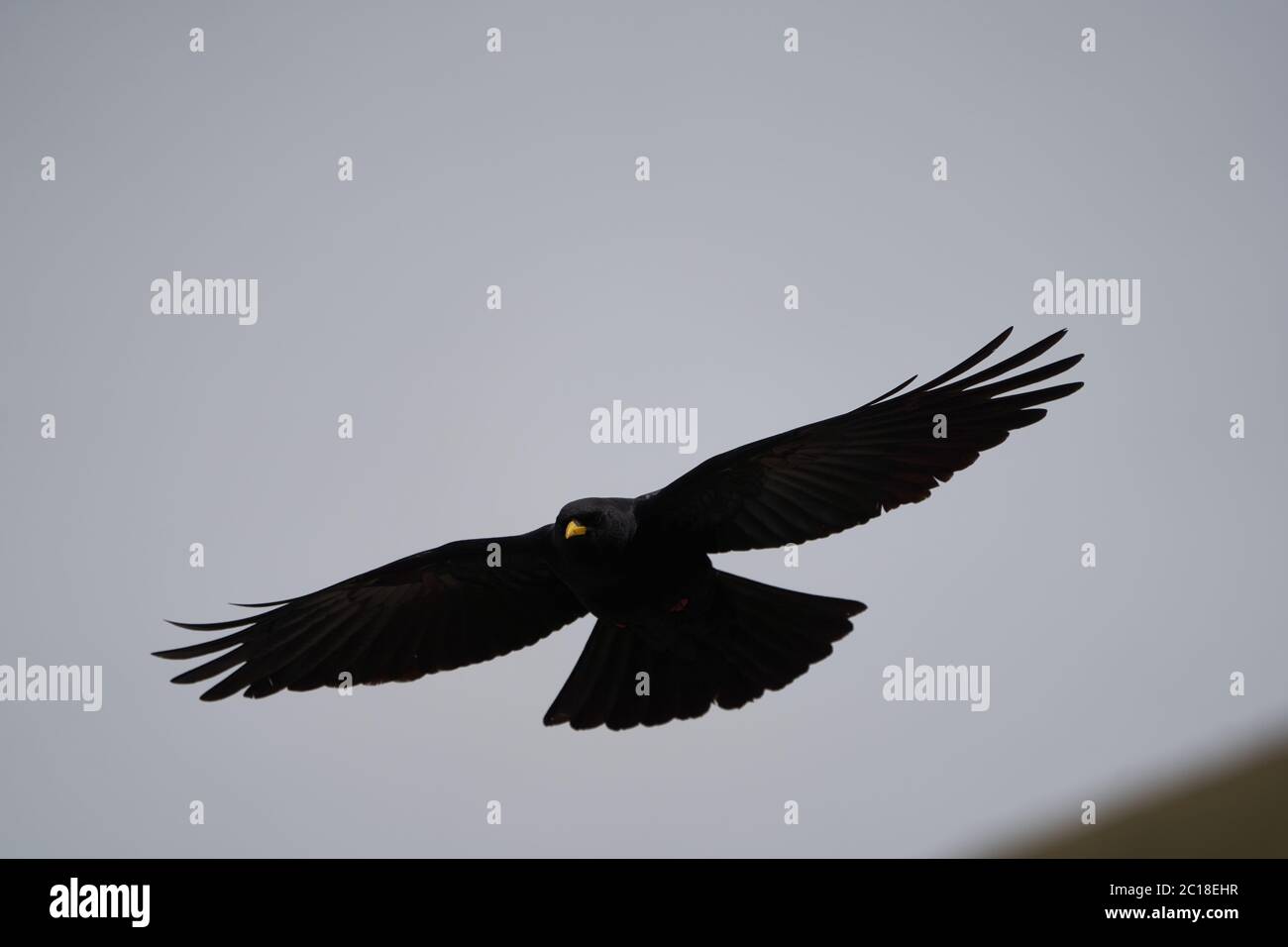 Alpine chough yellow billed Pyrrhocorax graculus crow Pyrrhocorax ...