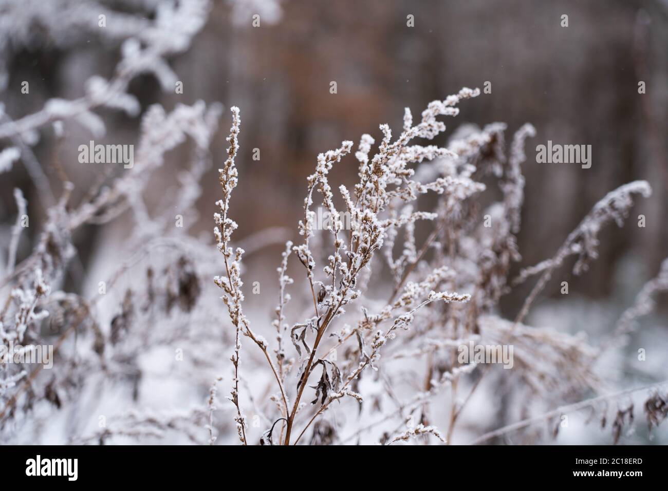 Snow on the mountain plant hi-res stock photography and images - Alamy