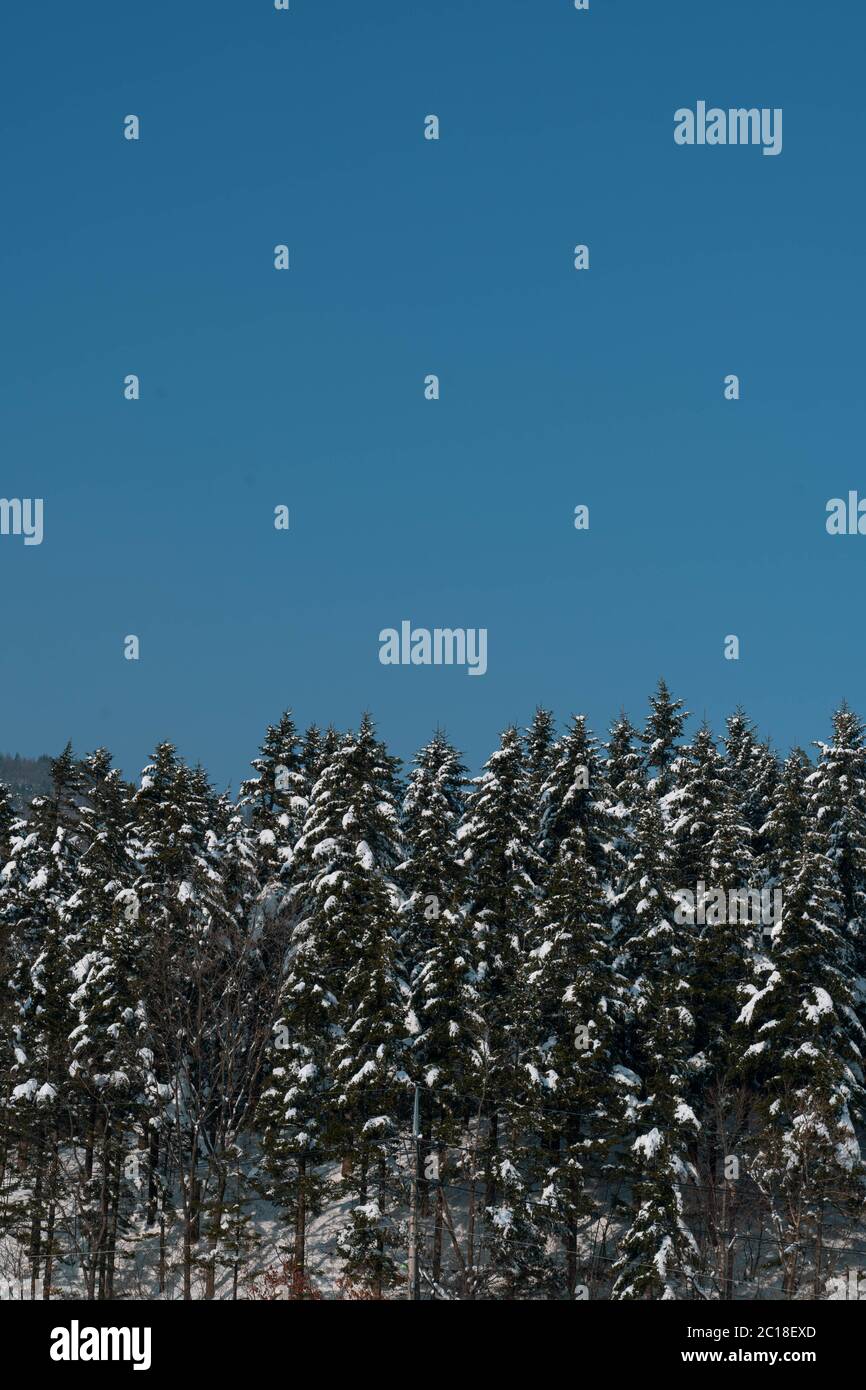 Pine tree covered with snow. Tall pine tree and blue sky Stock Photo ...